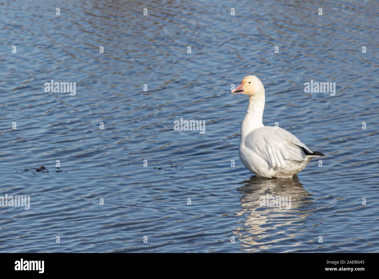 Huge flock snow goose hi-res stock photography and images - Alamy