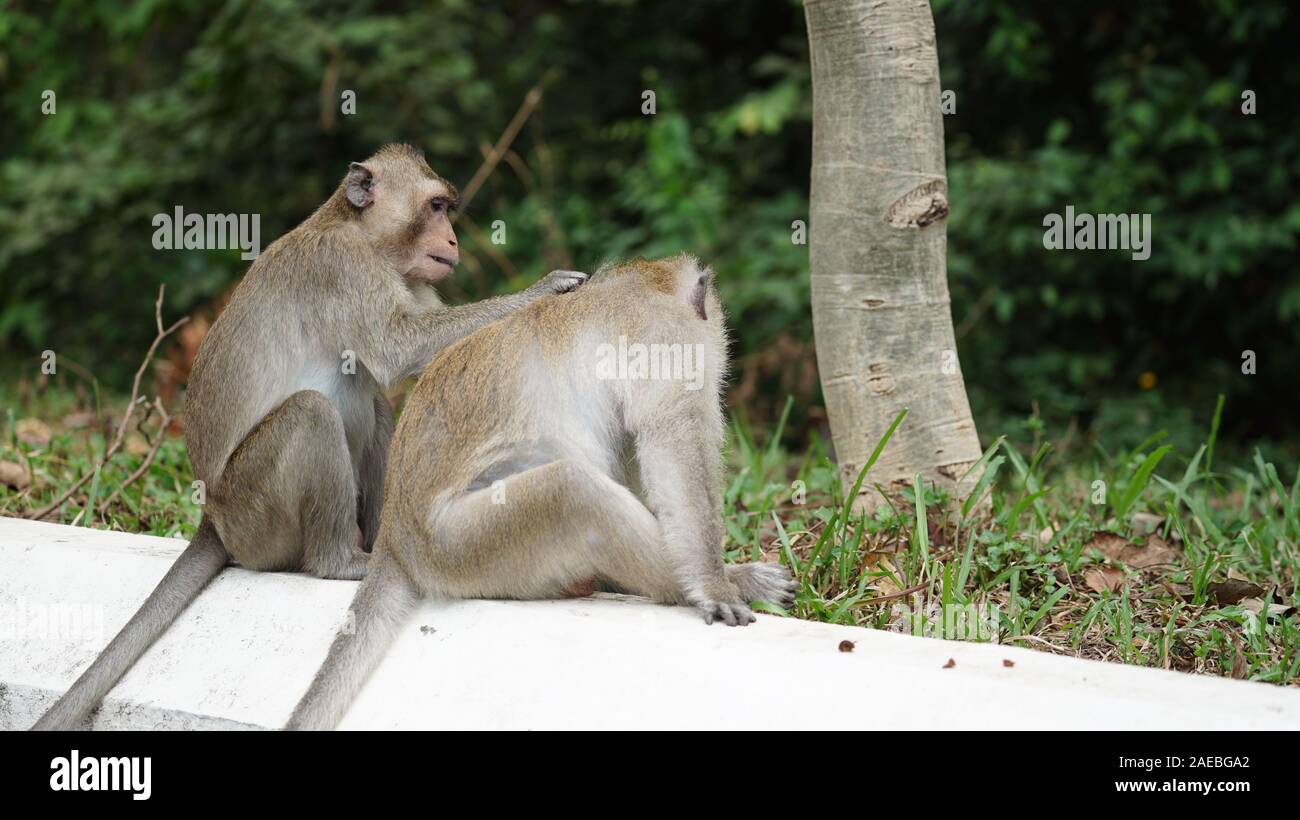 Playing mokeys hi-res stock photography and images - Alamy