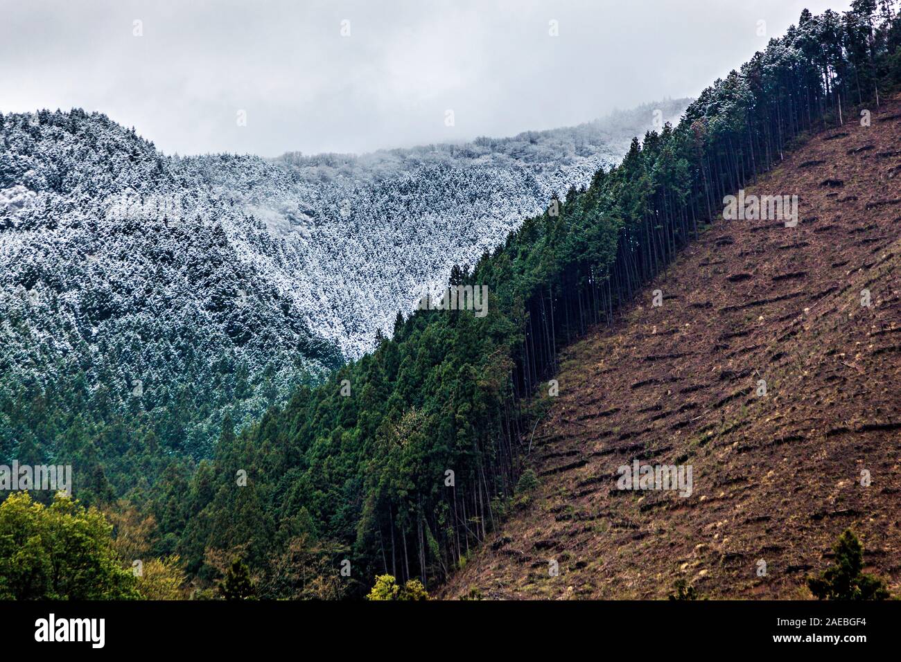 Snowy evergreen mountain forests in Ome, Tokyo, Japan Stock Photo - Alamy