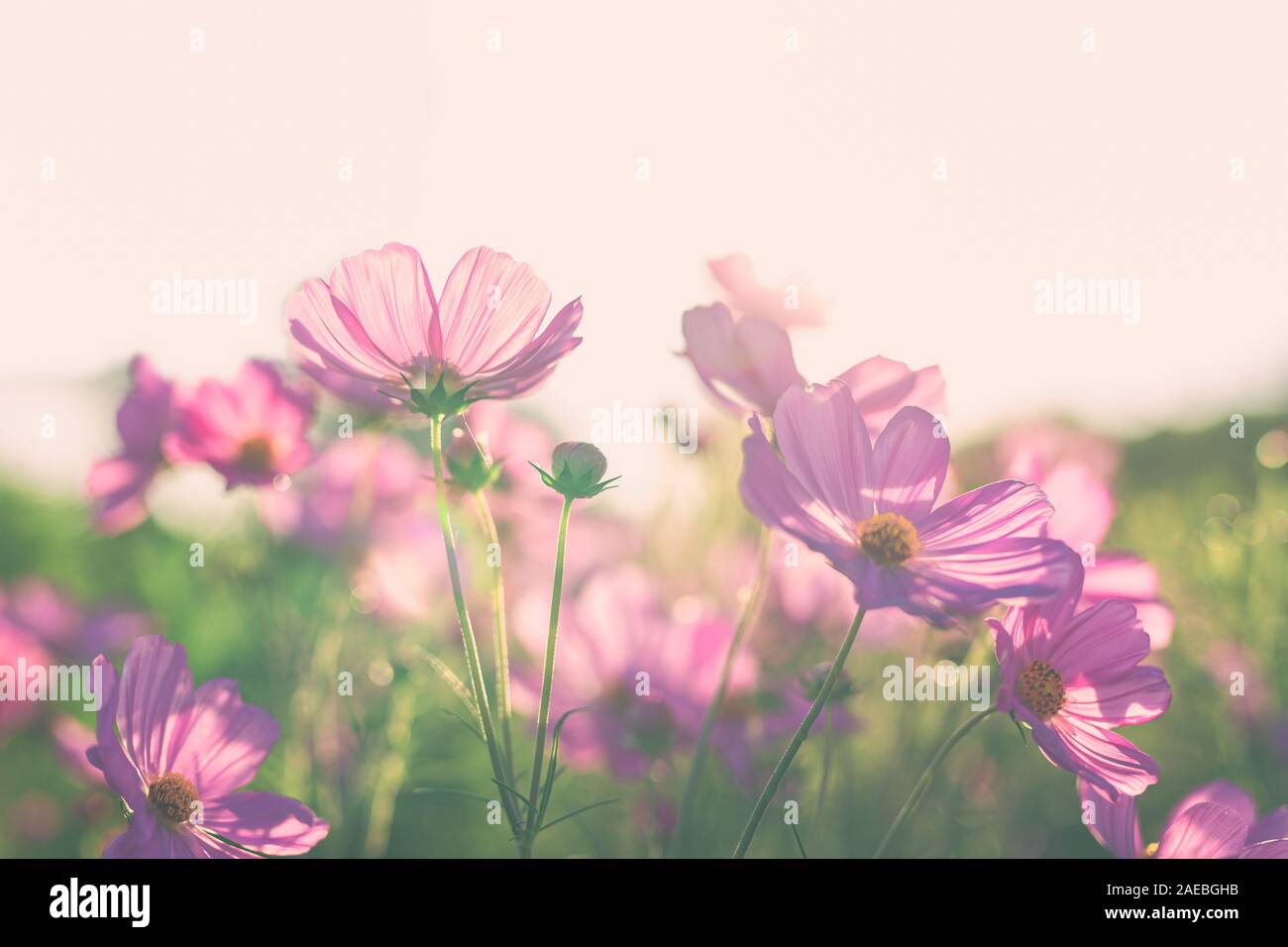Beautiful cosmos flower sunrise hi-res stock photography and images - Alamy
