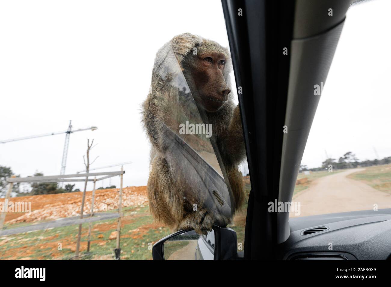 Huge baboon sitting on a car window in Mallorca safari zoo, Spain Stock ...