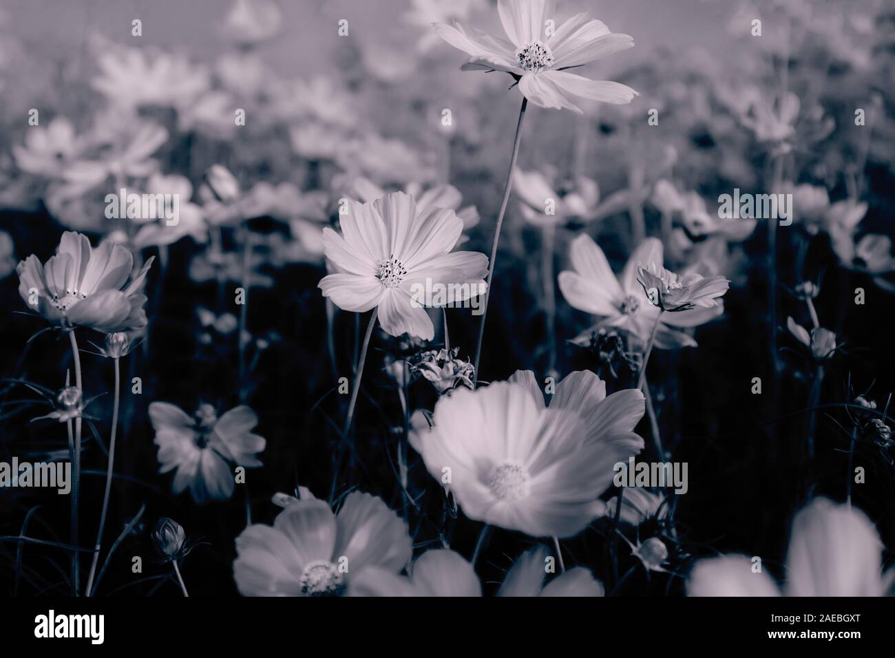 High contrast and noise of white cosmos flower blooming in the field ...