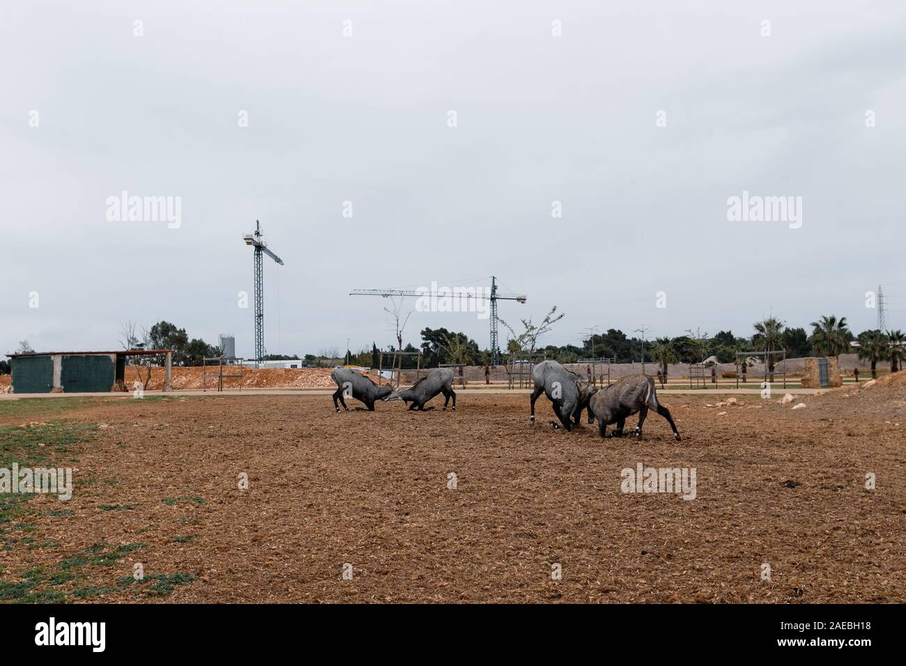 Goat Animals in Mallorca safari zoo, Spain Stock Photo - Alamy