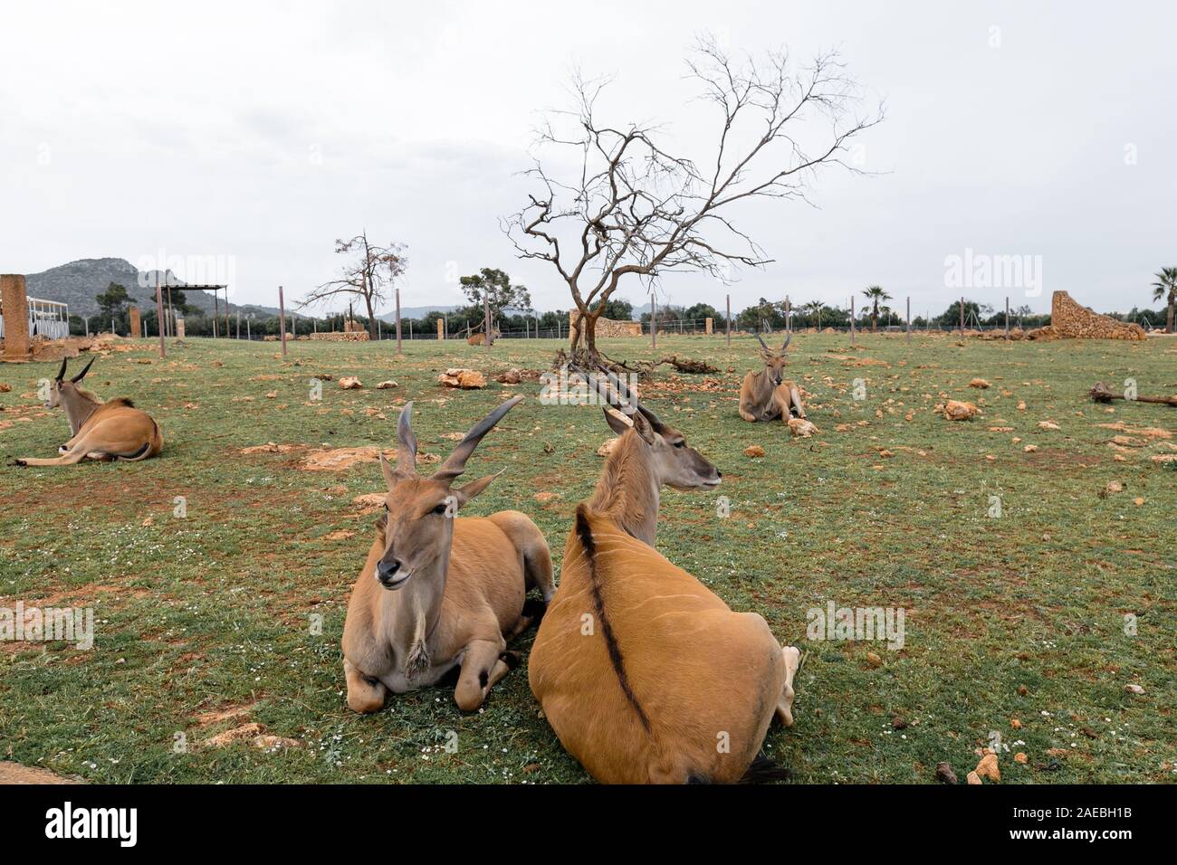 Deer Animals in Mallorca safari zoo, Spain Stock Photo - Alamy