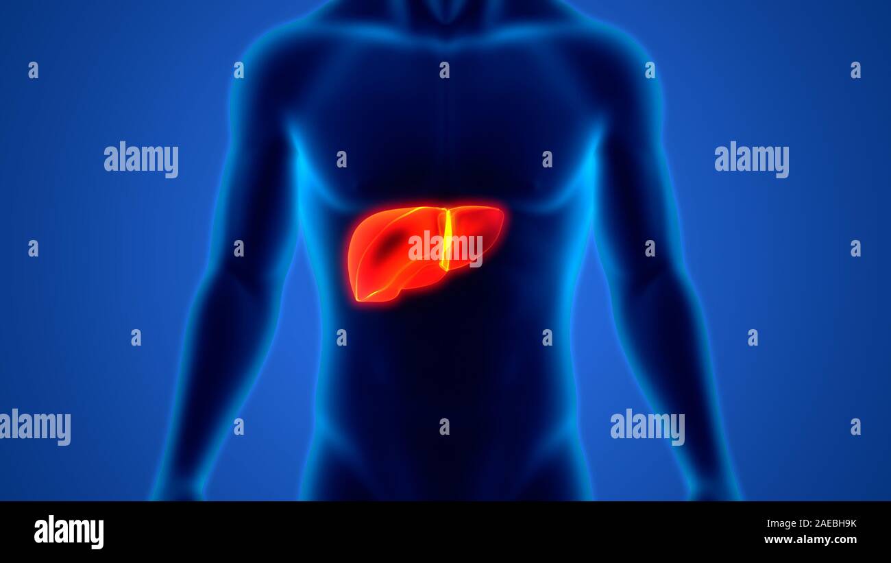Human Internal Digestive Organ Liver Anatomy Stock Photo - Alamy