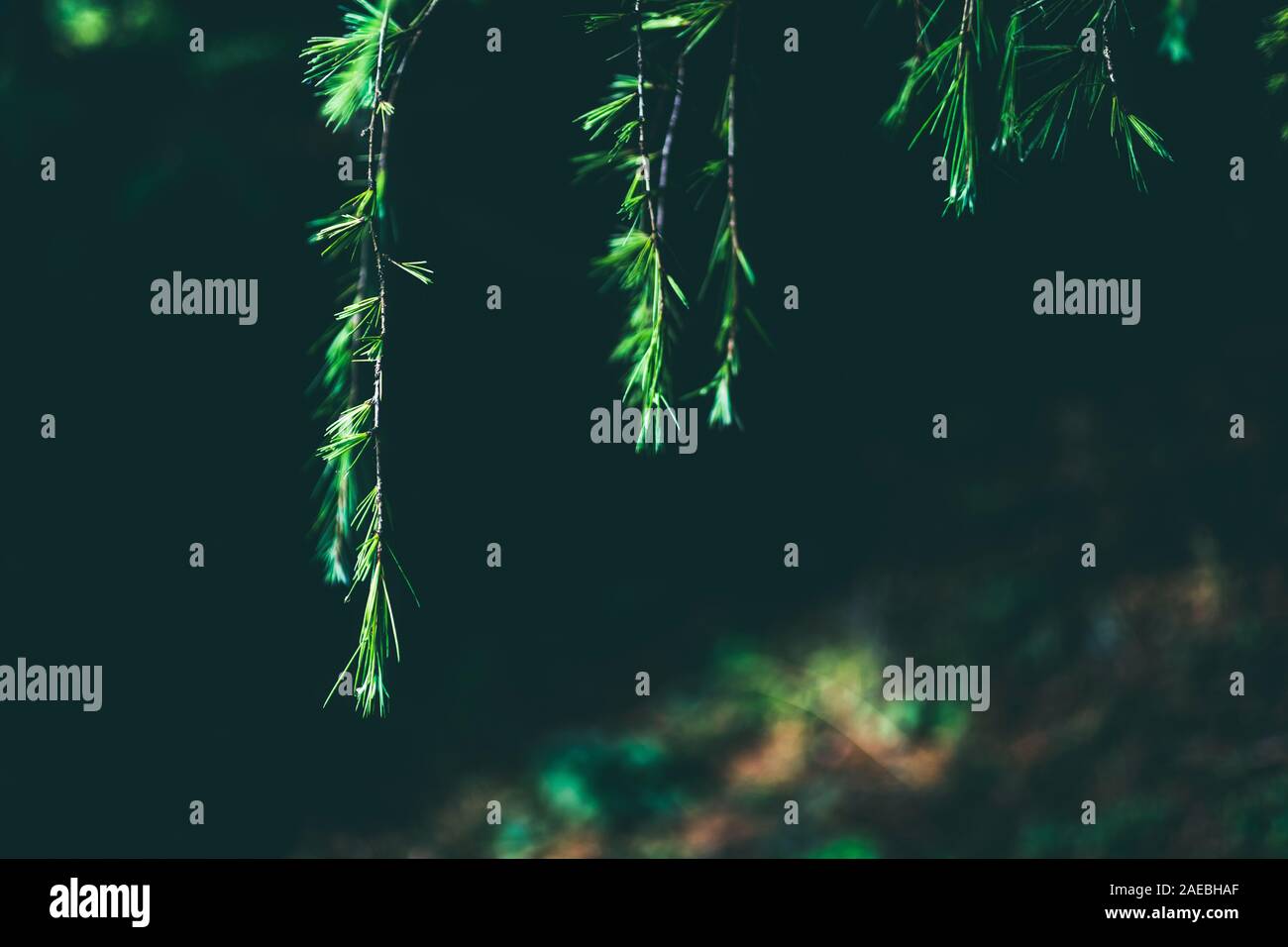 Macro image of fir twigs, natural background Stock Photo - Alamy