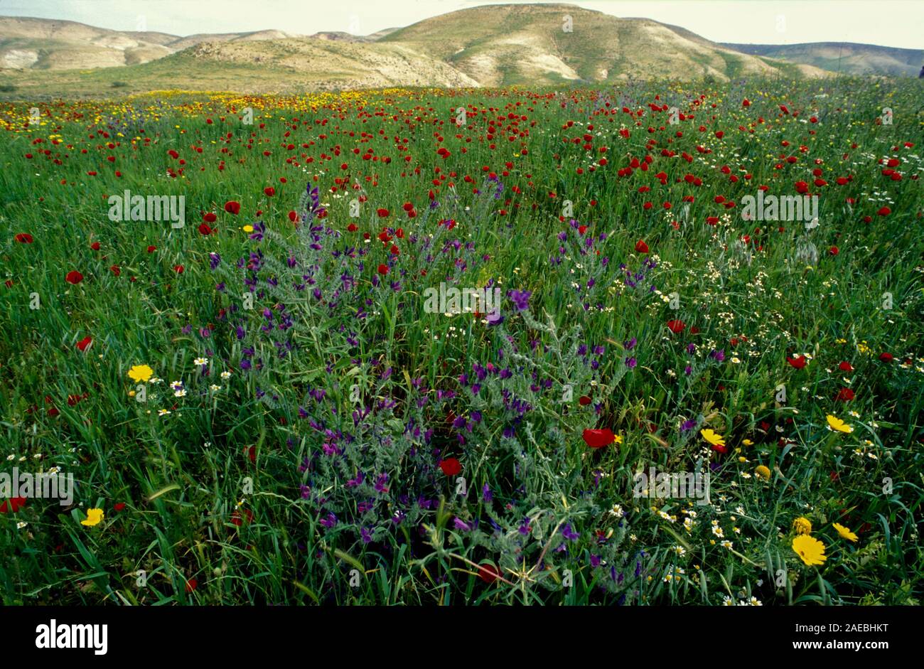 Negev desert in bloom hi-res stock photography and images - Alamy