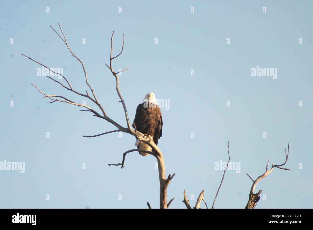 American Bald Eagle in Iowa Stock Photo - Alamy