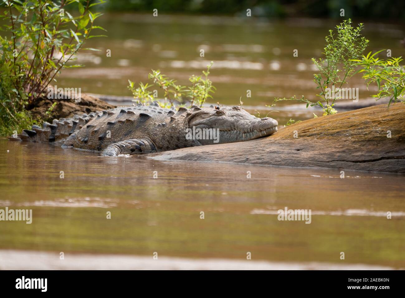 Spectacled caiman (Caiman crocodilus). Submerged in water. This reptile ...