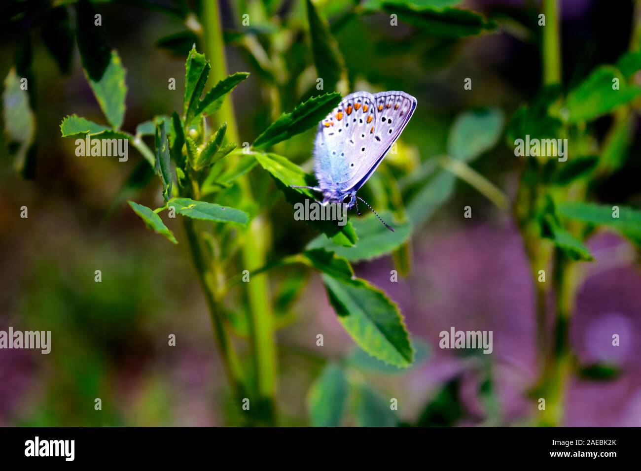 Polyommatus amandus, the Amanda's blue butterfly. Common blue butterfly ...