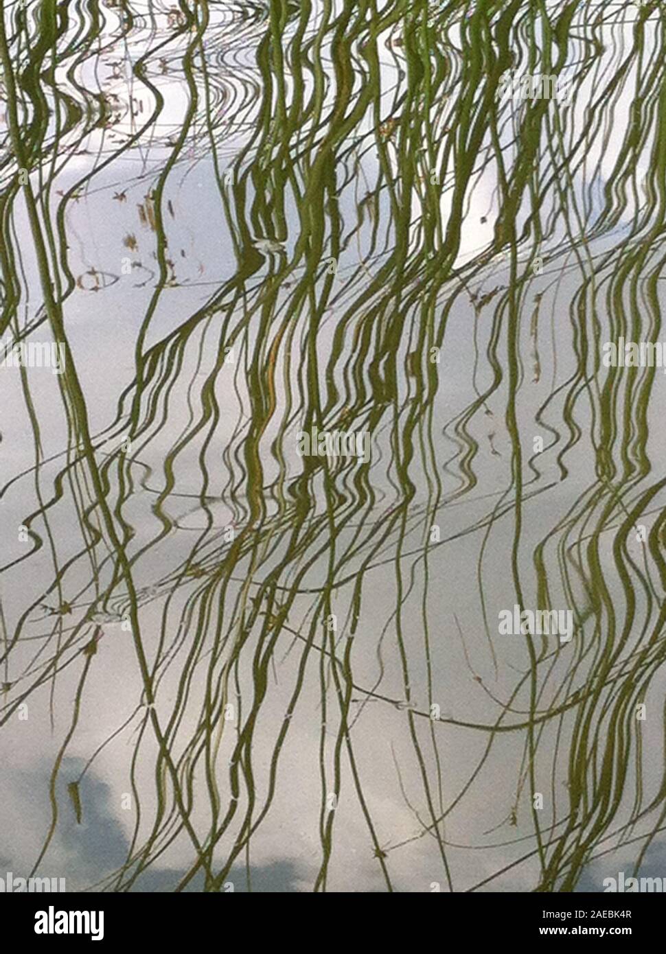 Reeds; in lake water reflected parallel lines and curves; nature ...