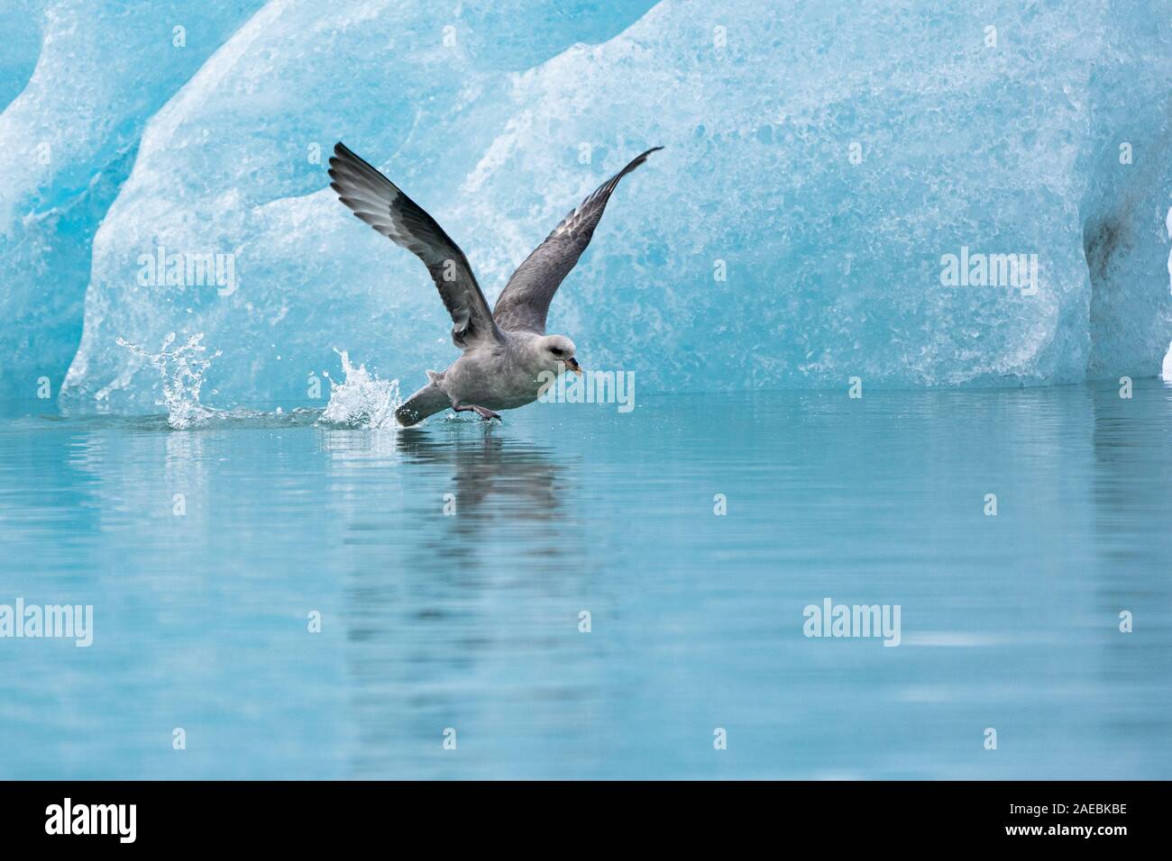 Northern Fulmar (Fulmarus glacialis) in flight near blue glacier ...