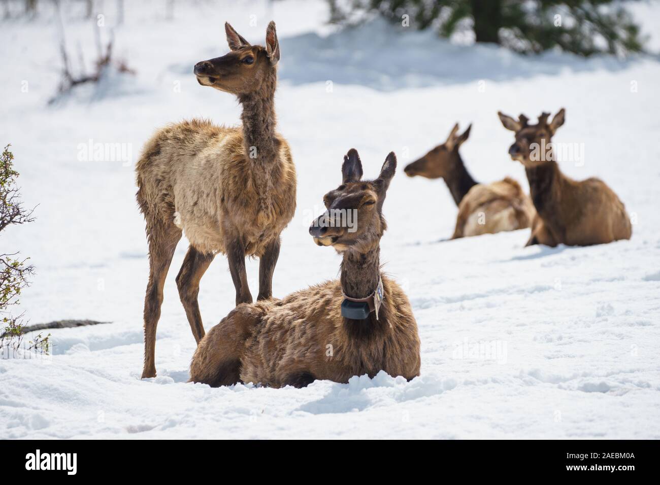 American elk national park hi-res stock photography and images - Alamy