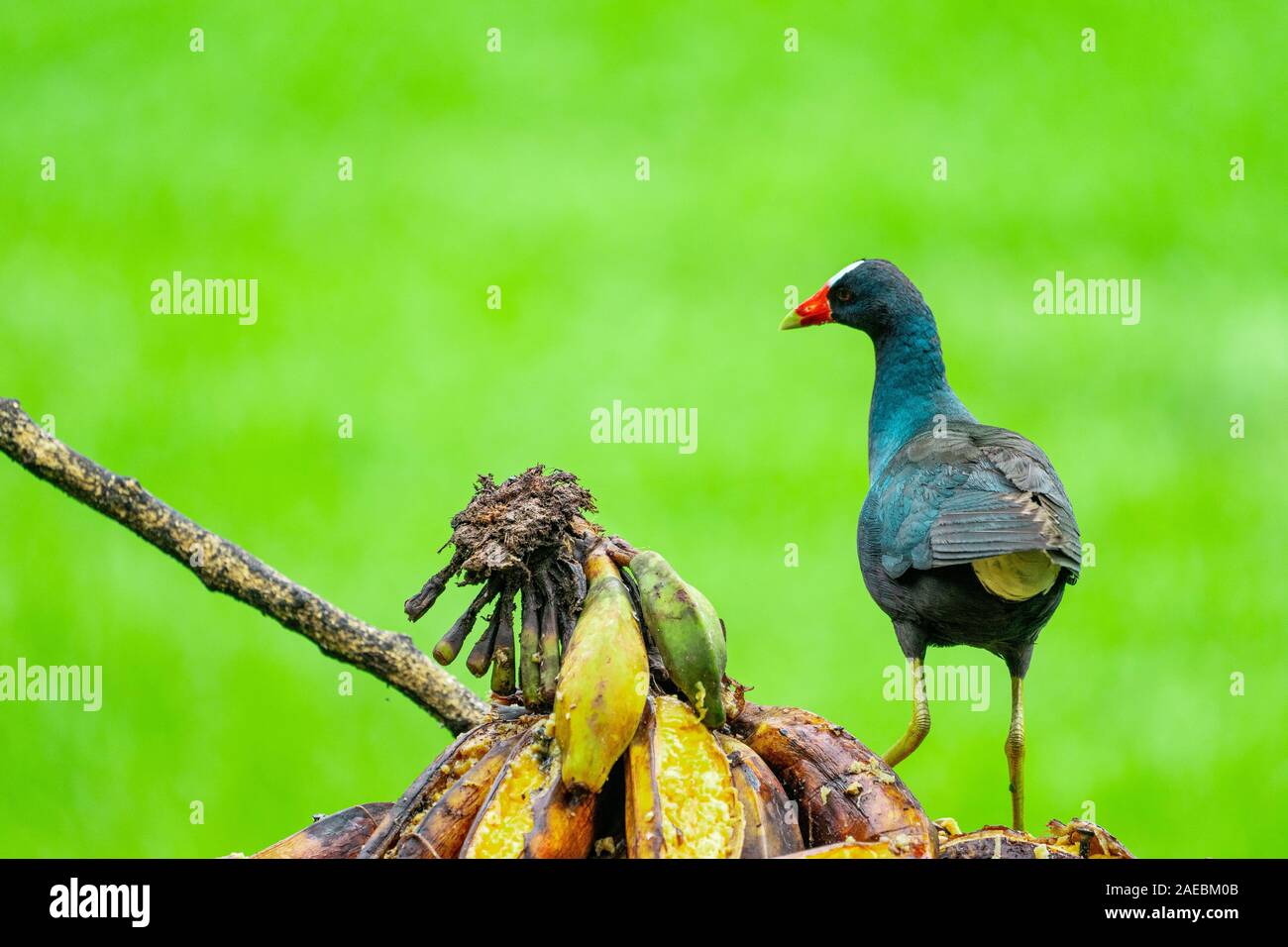 Purple gallinules hi-res stock photography and images - Alamy