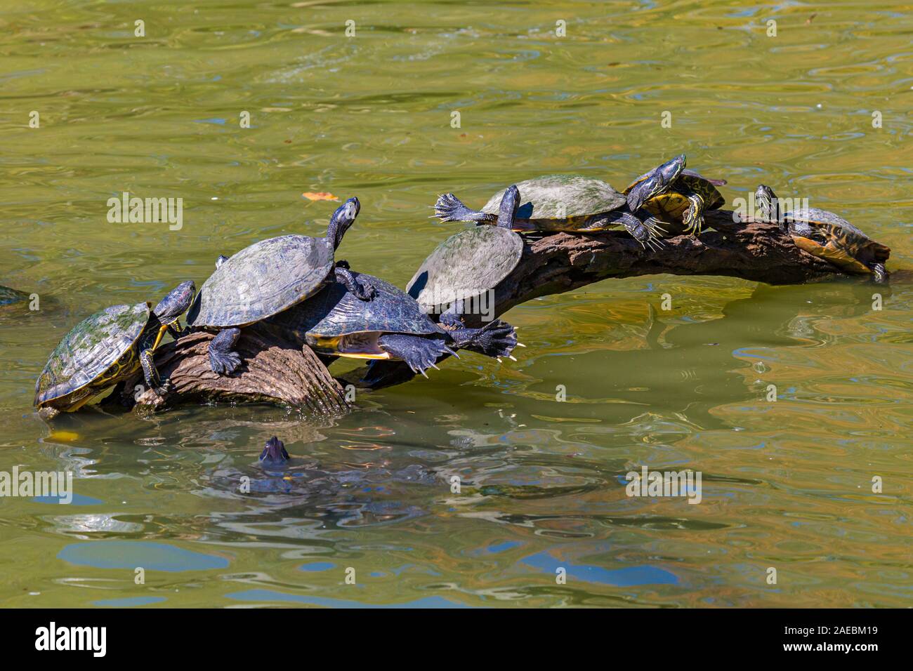 Turtles basking in the sun on a log over water at the Audubon Zoo in ...