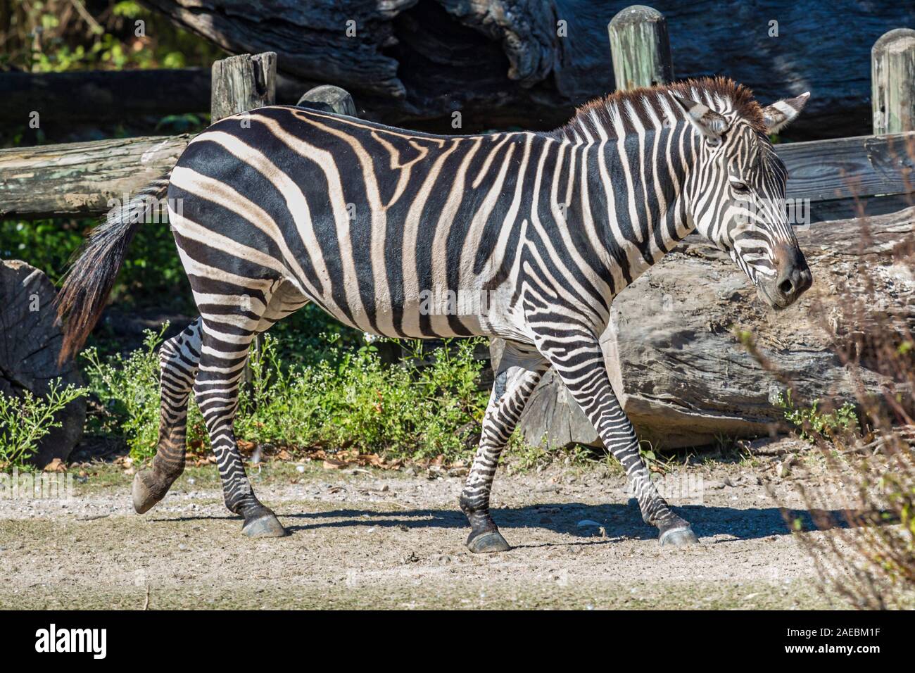 Golden Zebra In Captivity