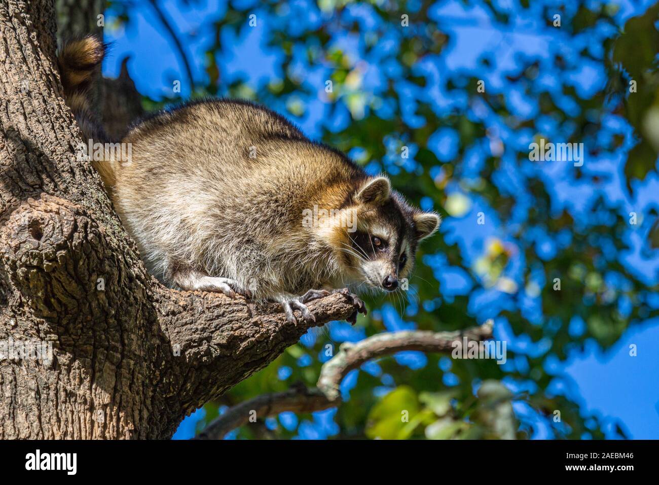 Raccoon perched in a tree at the Audubon Zoo in New Orleans, Louisiana ...