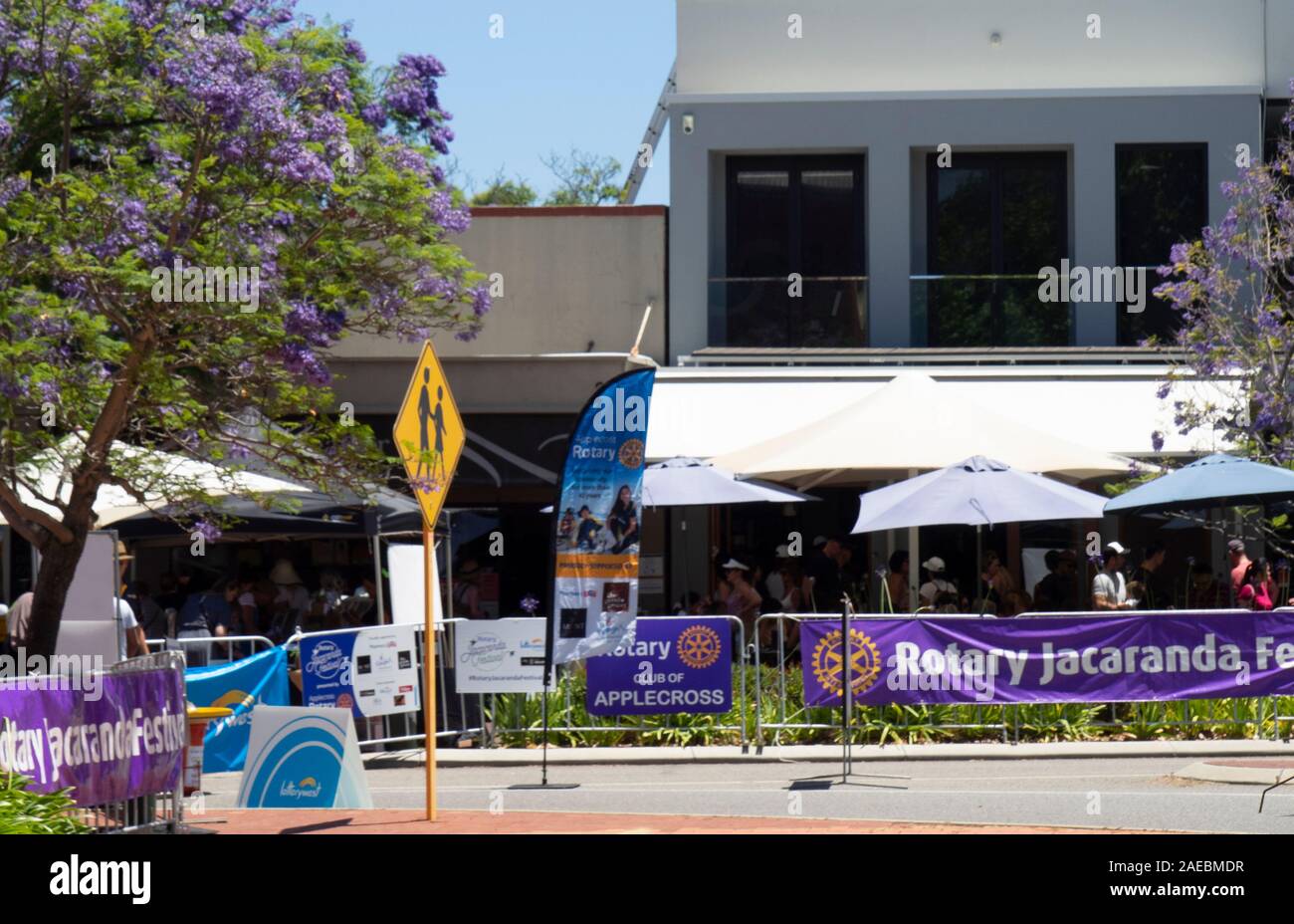 Jacaranda tree in full bloom during Rotary Jacaranda Festival 2019 at ...