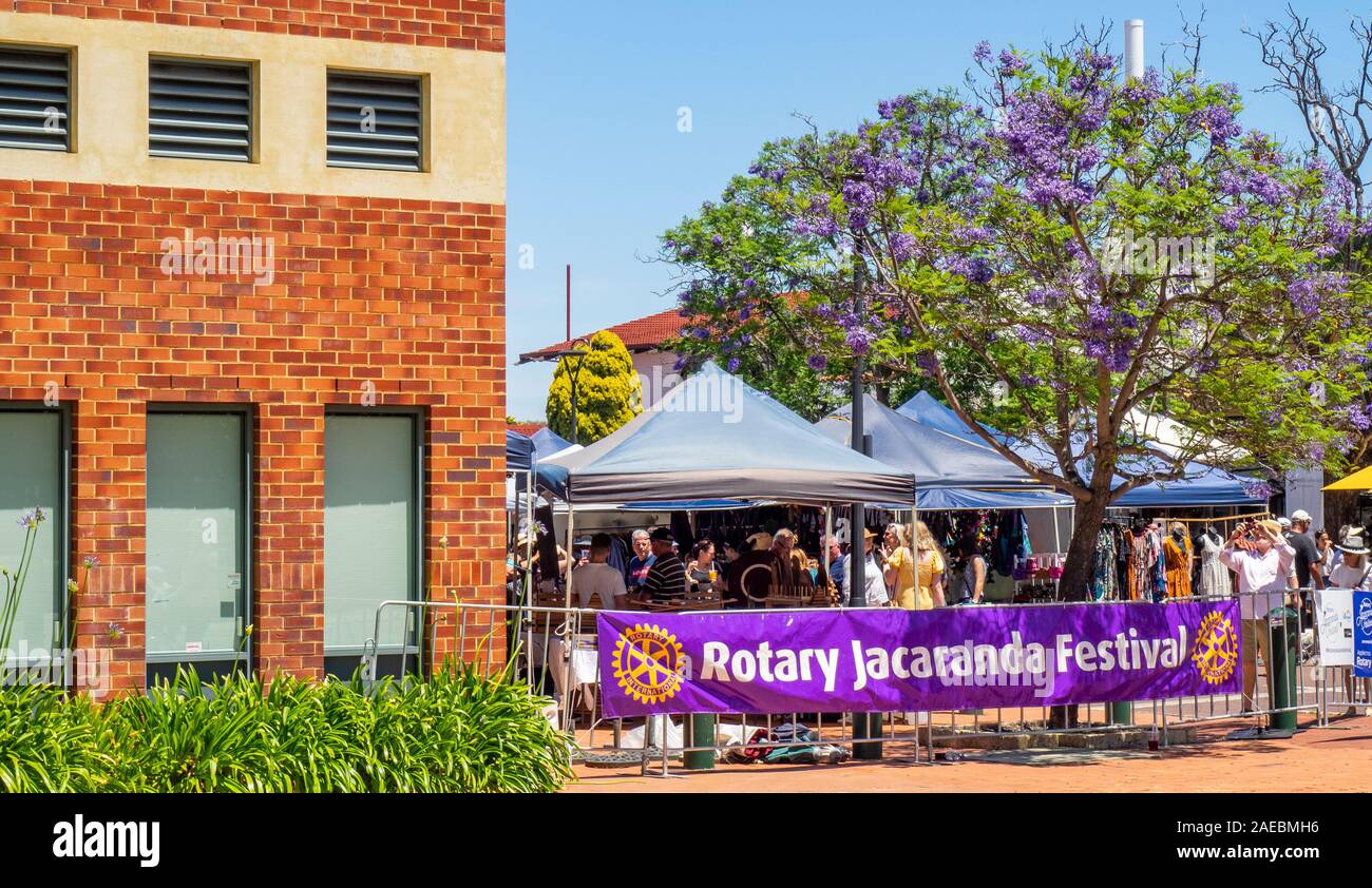 Jacaranda tree in full bloom during Rotary Jacaranda Festival 2019 at ...