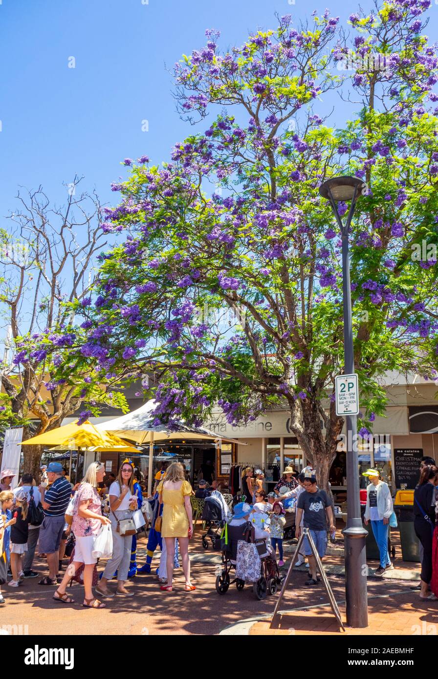 Jacaranda tree in full bloom during Rotary Jacaranda Festival 2019 at ...