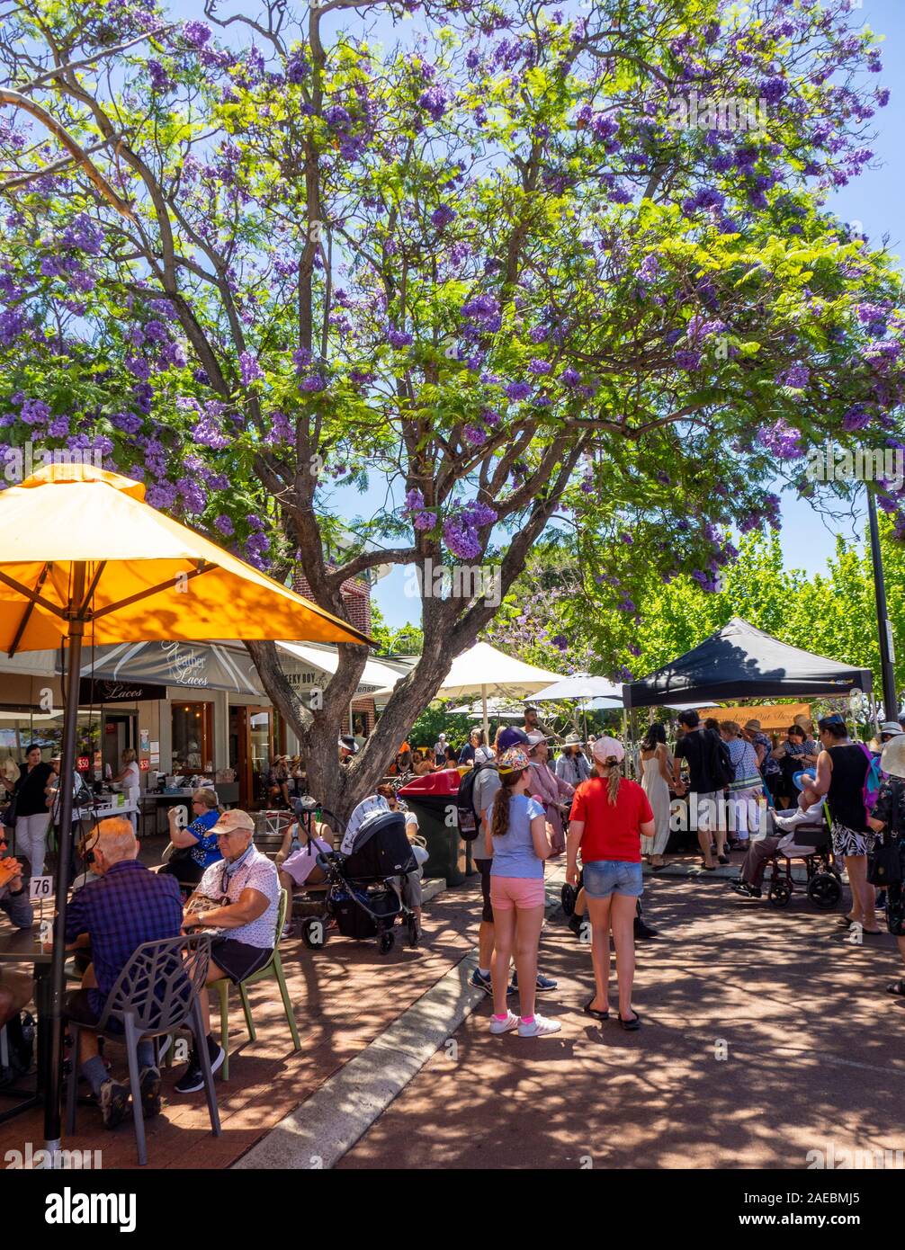 Jacaranda tree in full bloom during Rotary Jacaranda Festival 2019 at ...