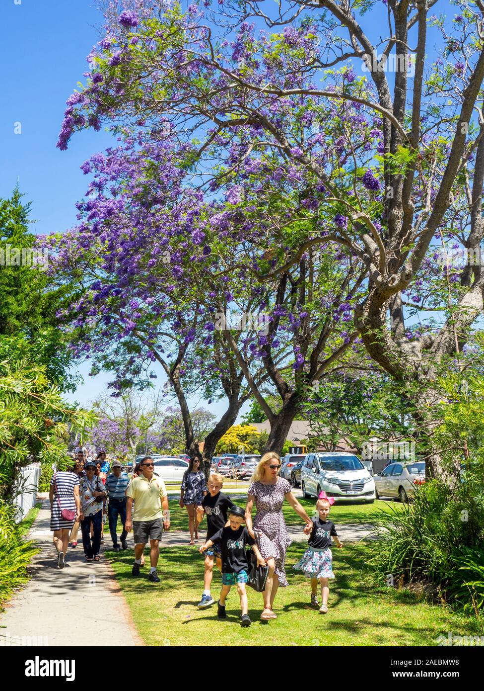 Street with blooming jacaranda trees hi-res stock photography and ...