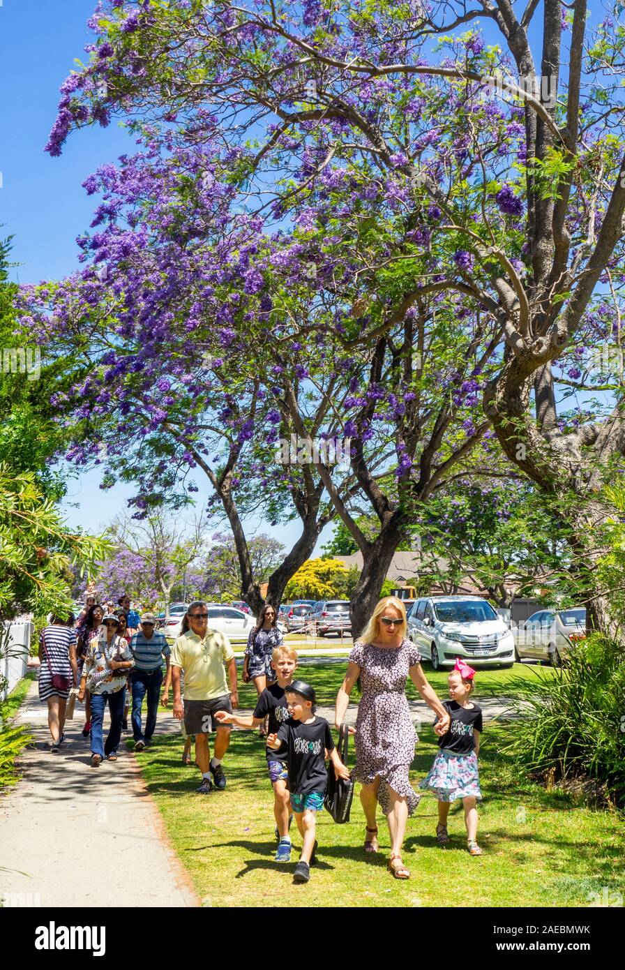 Street with blooming jacaranda trees hi-res stock photography and ...
