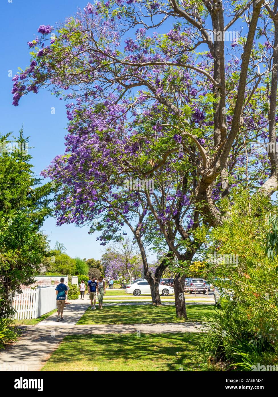 Jacaranda Trees In Bloom