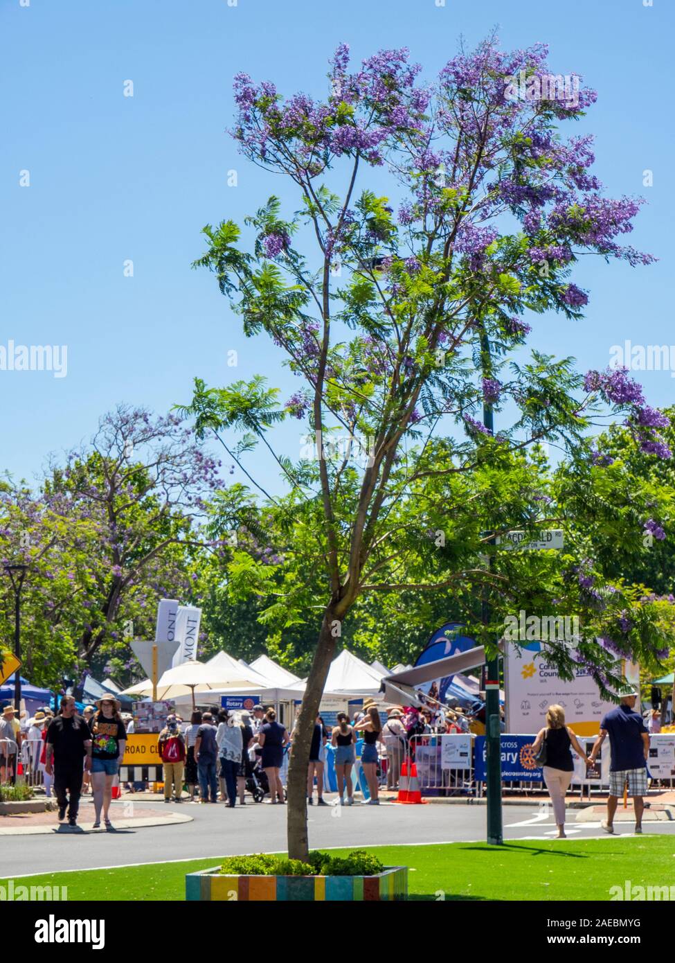 Jacaranda tree in full bloom during Rotary Jacaranda Festival 2019 at ...