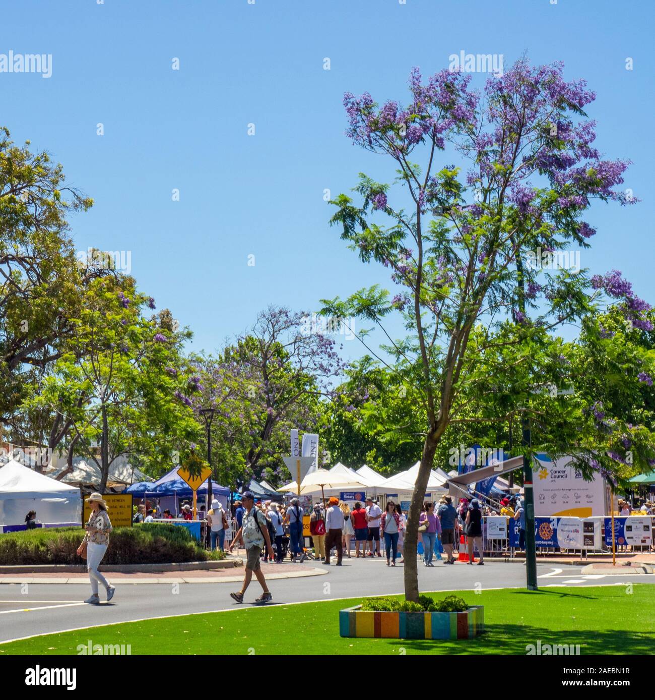 Jacaranda tree in full bloom during Rotary Jacaranda Festival 2019 at ...