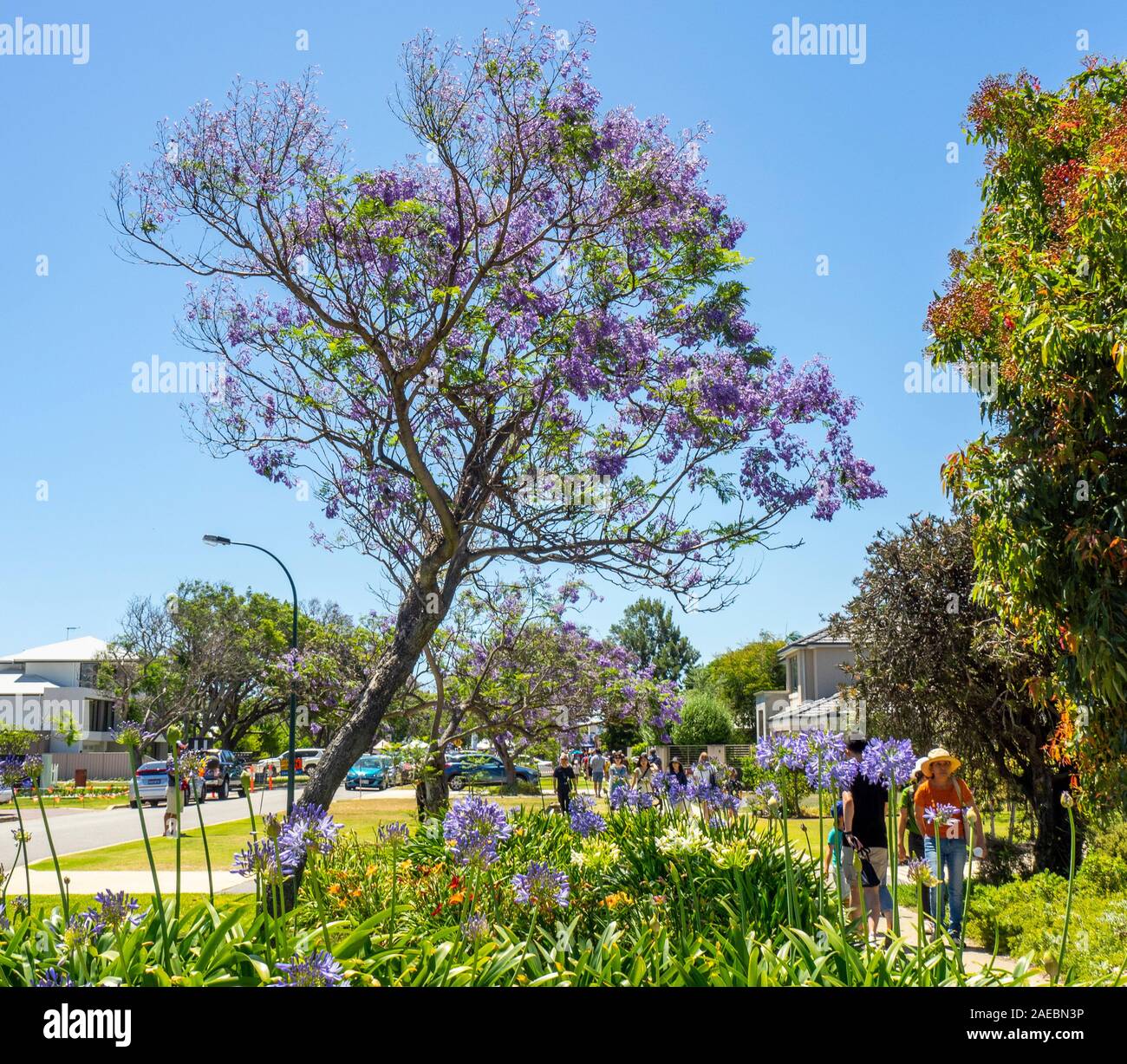 Agapanthus and Jacaranda tree in full bloom at Ardross St Applecross ...
