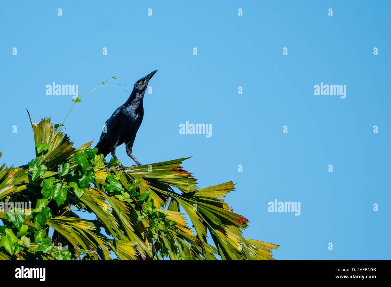 great-tailed grackle or Mexican grackle (Quiscalus mexicanus) is a ...