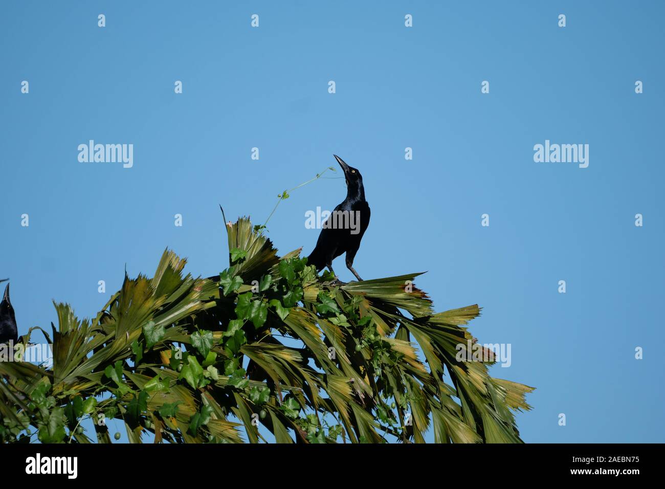 great-tailed grackle or Mexican grackle (Quiscalus mexicanus) is a ...