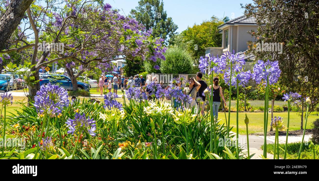 Agapanthus and Jacaranda tree in full bloom at Ardross St Applecross ...
