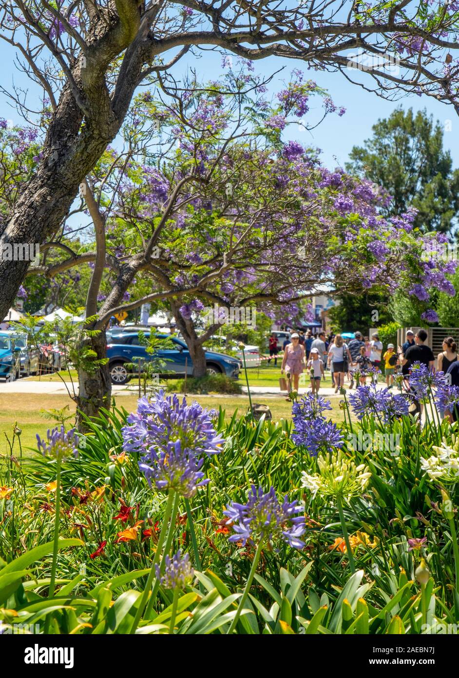 Agapanthus and Jacaranda tree in full bloom at Ardross St Applecross ...