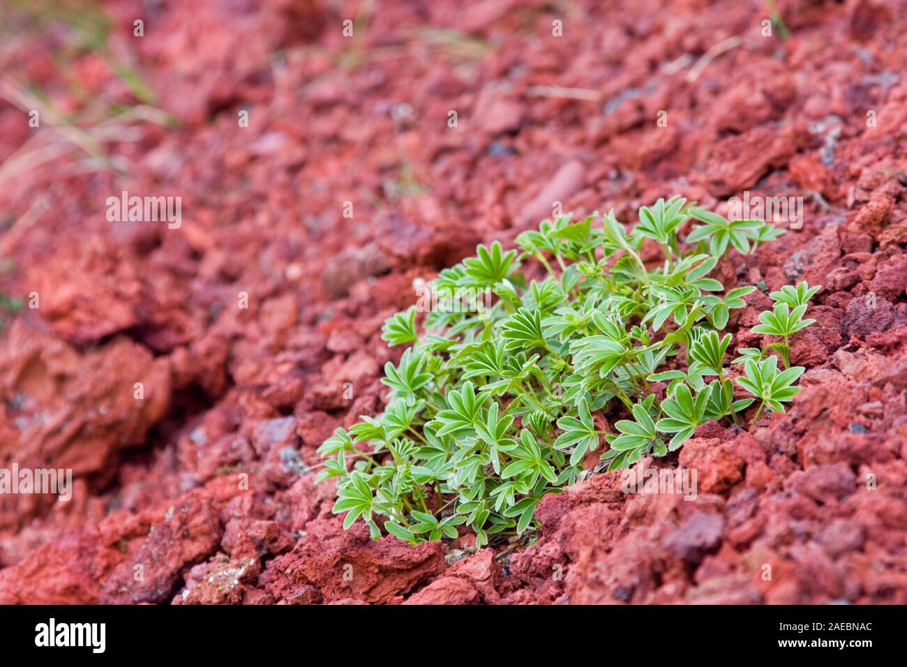 Lava rock with plant hi-res stock photography and images - Alamy