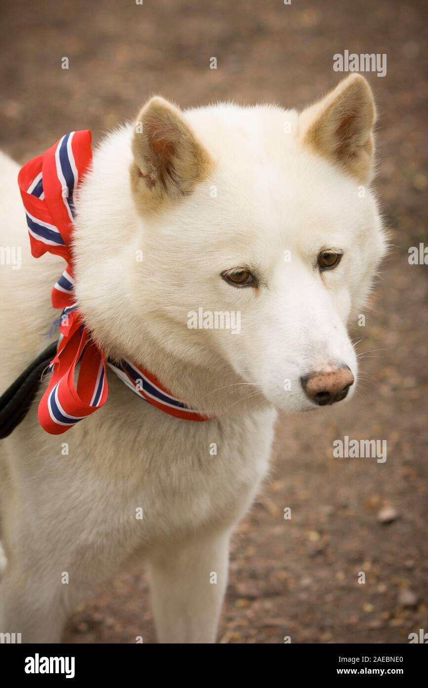 What Is A Norwegian Dog