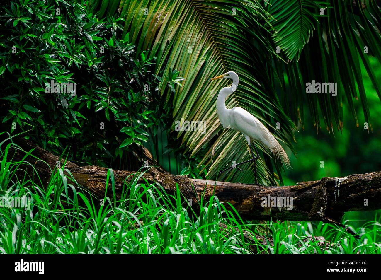 Great Egret (Ardea alba) in the Costa Rican rainforest Stock Photo - Alamy
