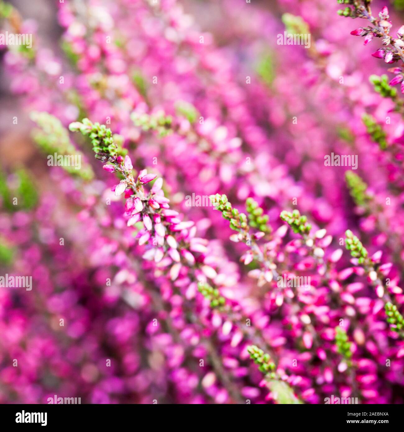 Purple heather flowers, square macro photo. Calluna vulgaris known as ...