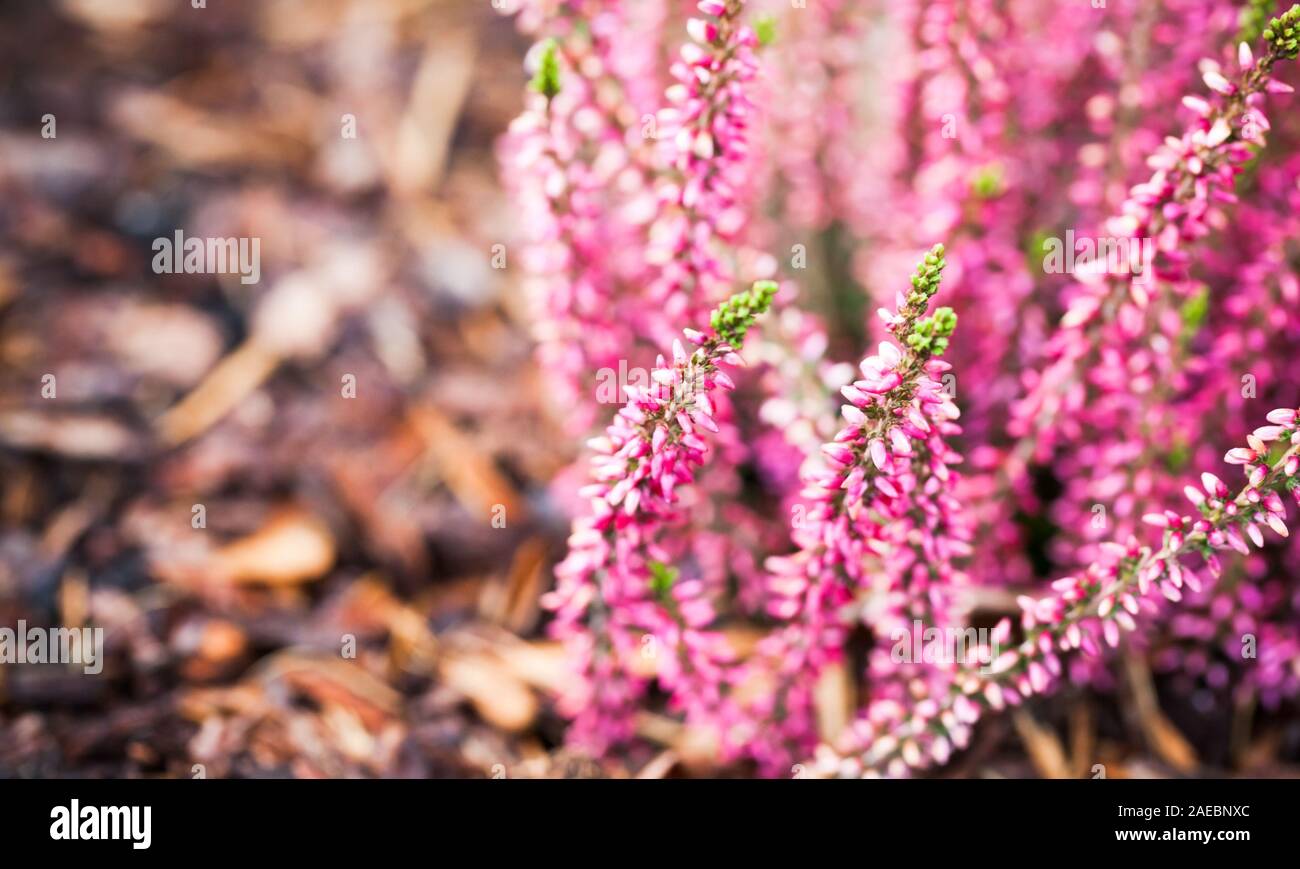 Purple heather flowers, macro photo. Calluna vulgaris known as common ...