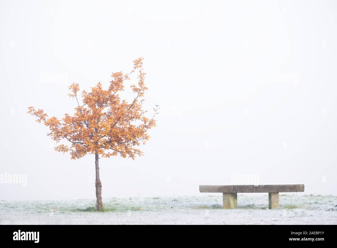 Single tree and seat bench at park in outdoor winter white fog scene ...