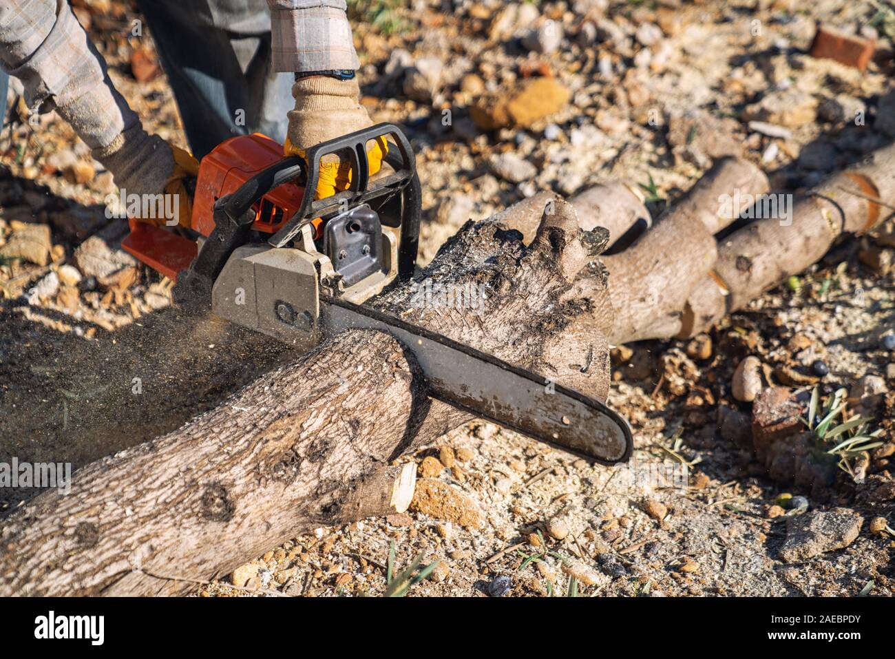 Tree cutting machine hi-res stock photography and images - Alamy