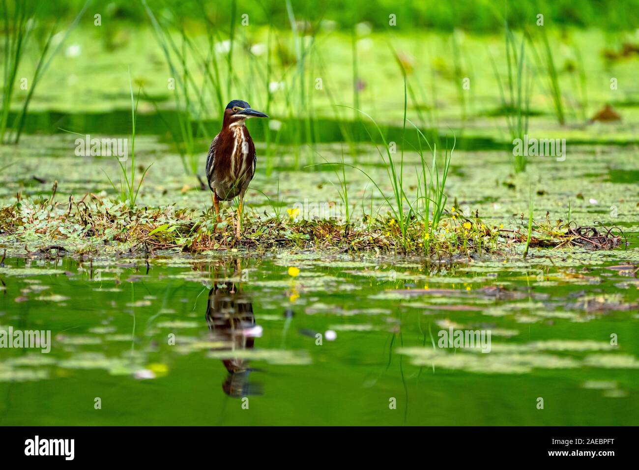 Heron Like Bird High Resolution Stock Photography and Images - Alamy