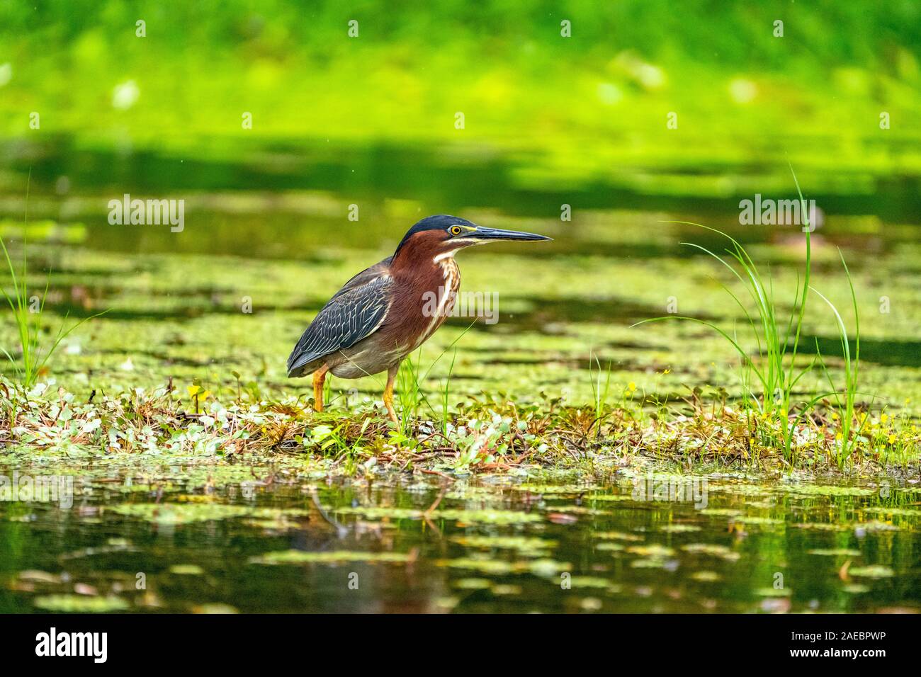 Heron like bird hi-res stock photography and images - Alamy