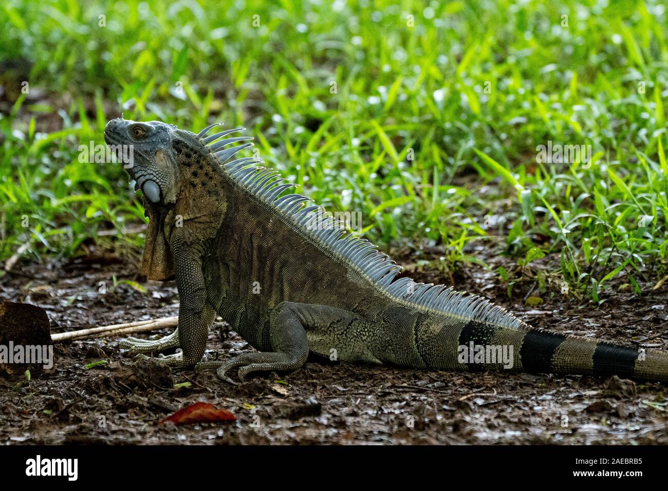 Close up of a green iguana (iguana Iguana) with spines and dewlap ...