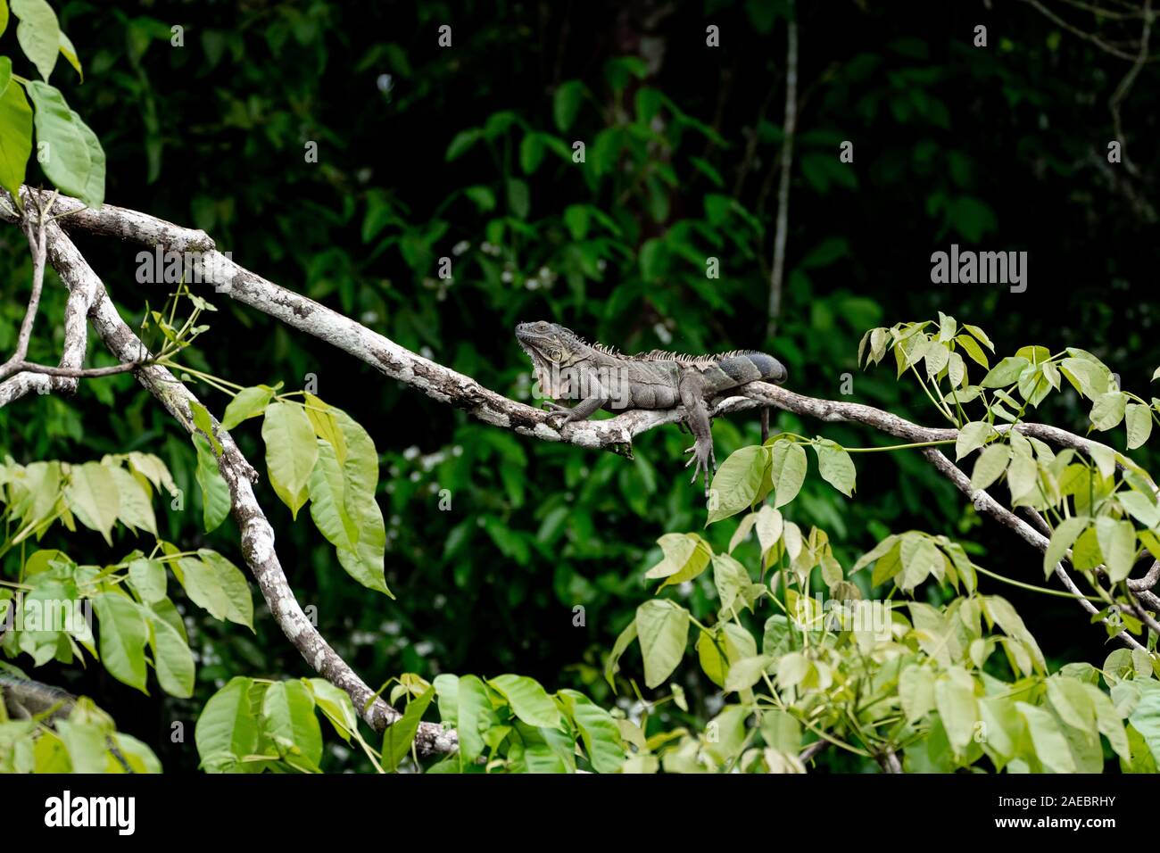 Close up of a green iguana (iguana Iguana) with spines and dewlap ...