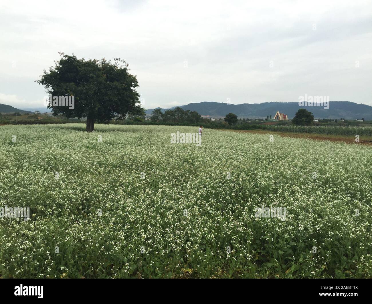 Beautiful white mustard flower field at spring in Dalat, Vietnam Stock ...
