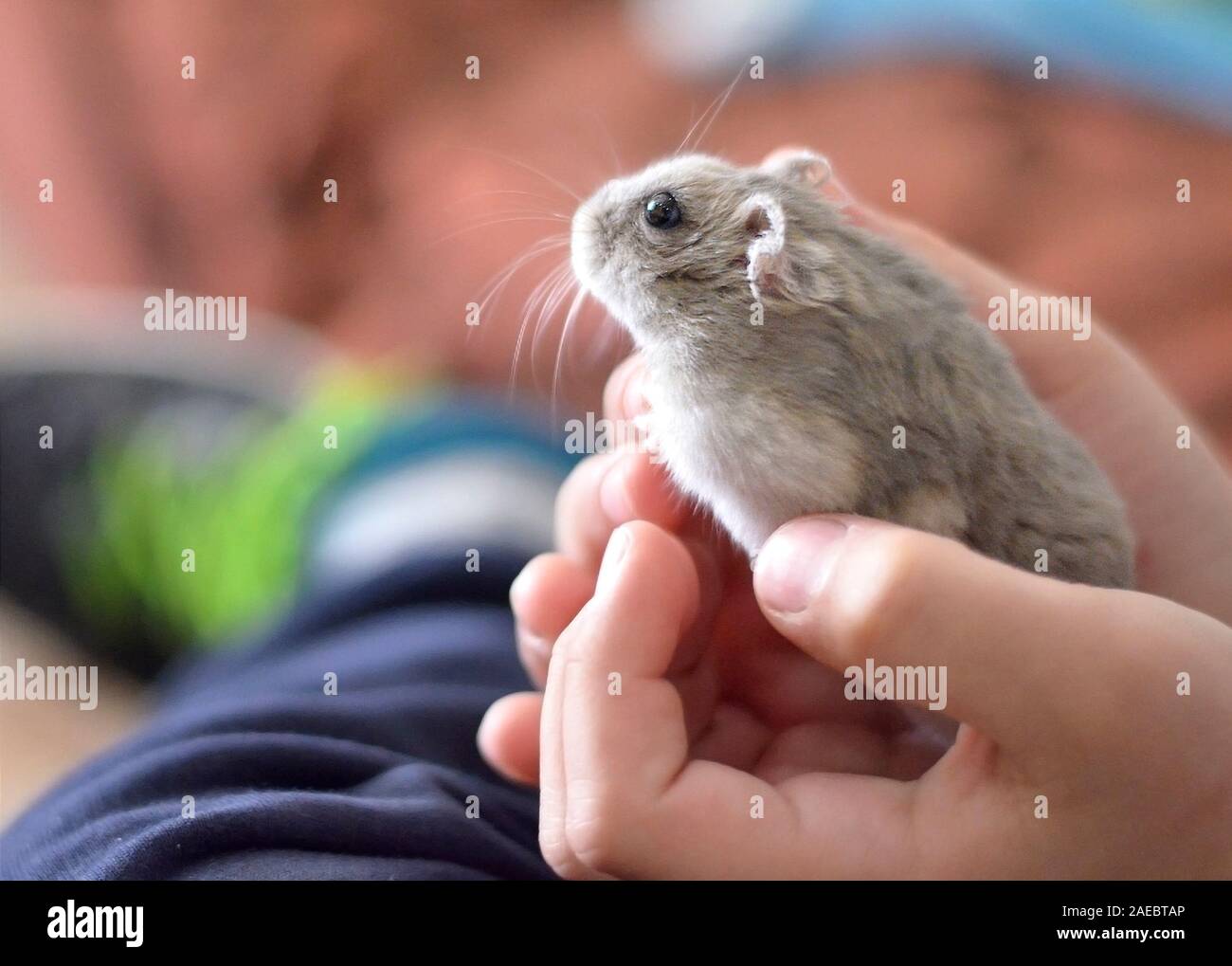 Hand holding hamster close up hi-res stock photography and images - Alamy