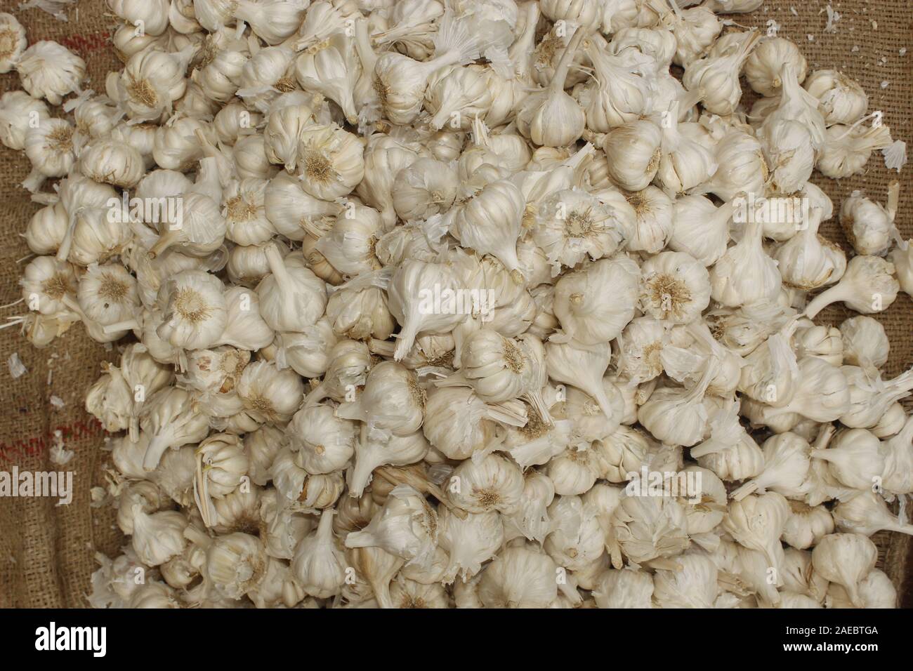 garlic is used as a ingredient in food or as herbal medicine in india ...