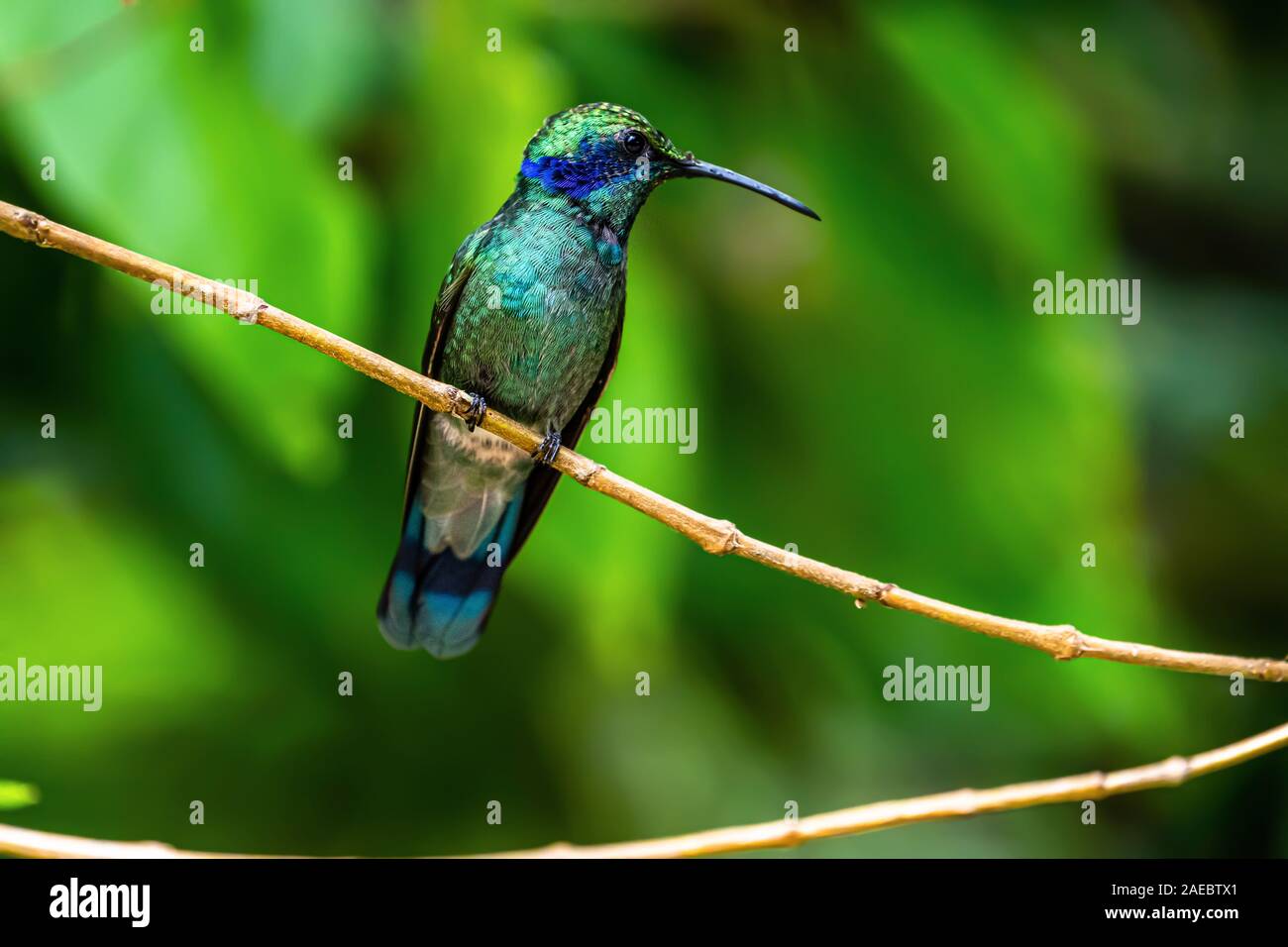 South american hummingbirds hi-res stock photography and images - Alamy